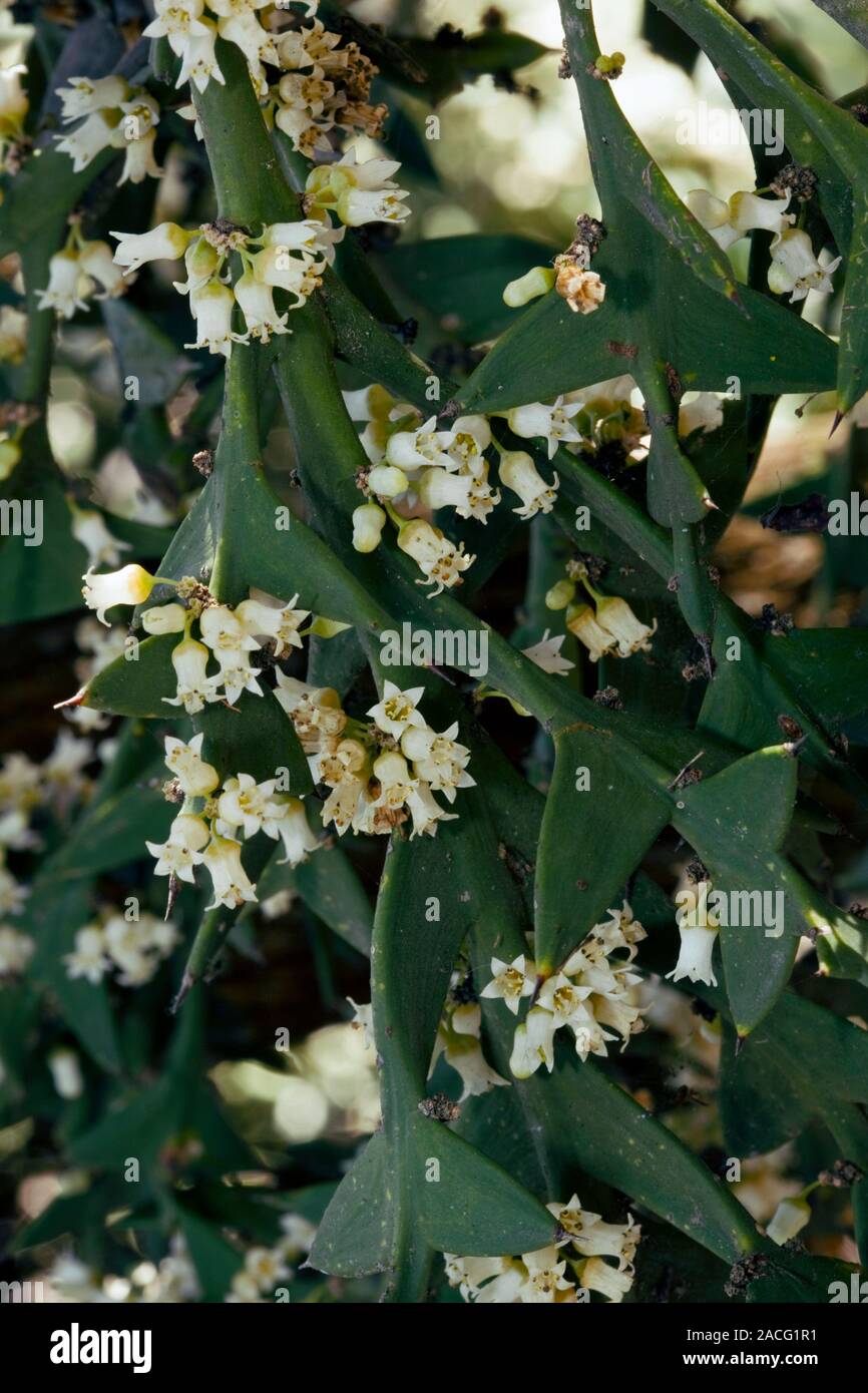 Flowers and spiny foliage of Anchor plant (Colletia paradoxa), also ...