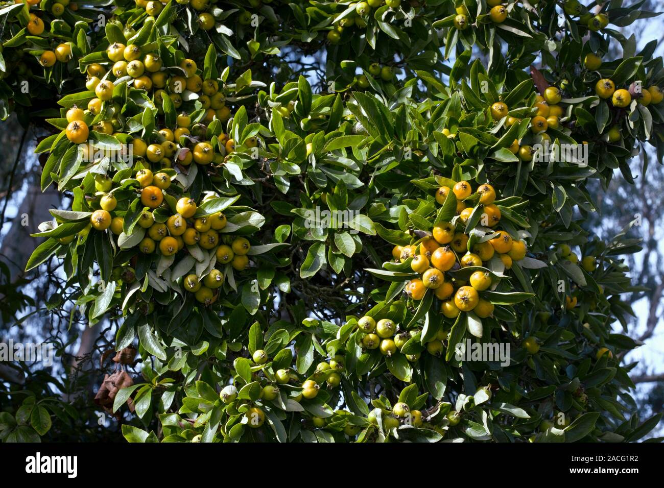 Fruit and foliage of Mexican Hawthorn (Crataegus mexicana), also known ...