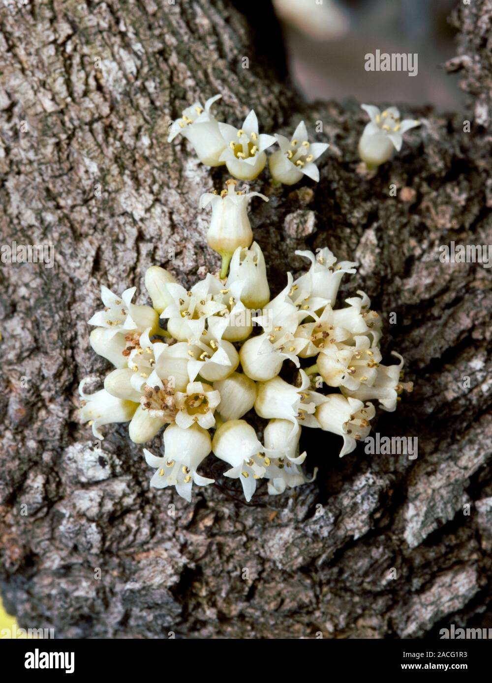 Flowers of Anchor plant (Colletia paradoxa), also known as Crucifixion ...
