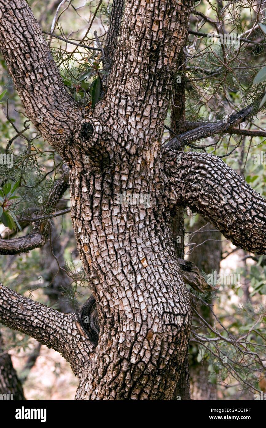 Trunk of Alligator Juniper (Juniperus deppeana). Photographed in the ...