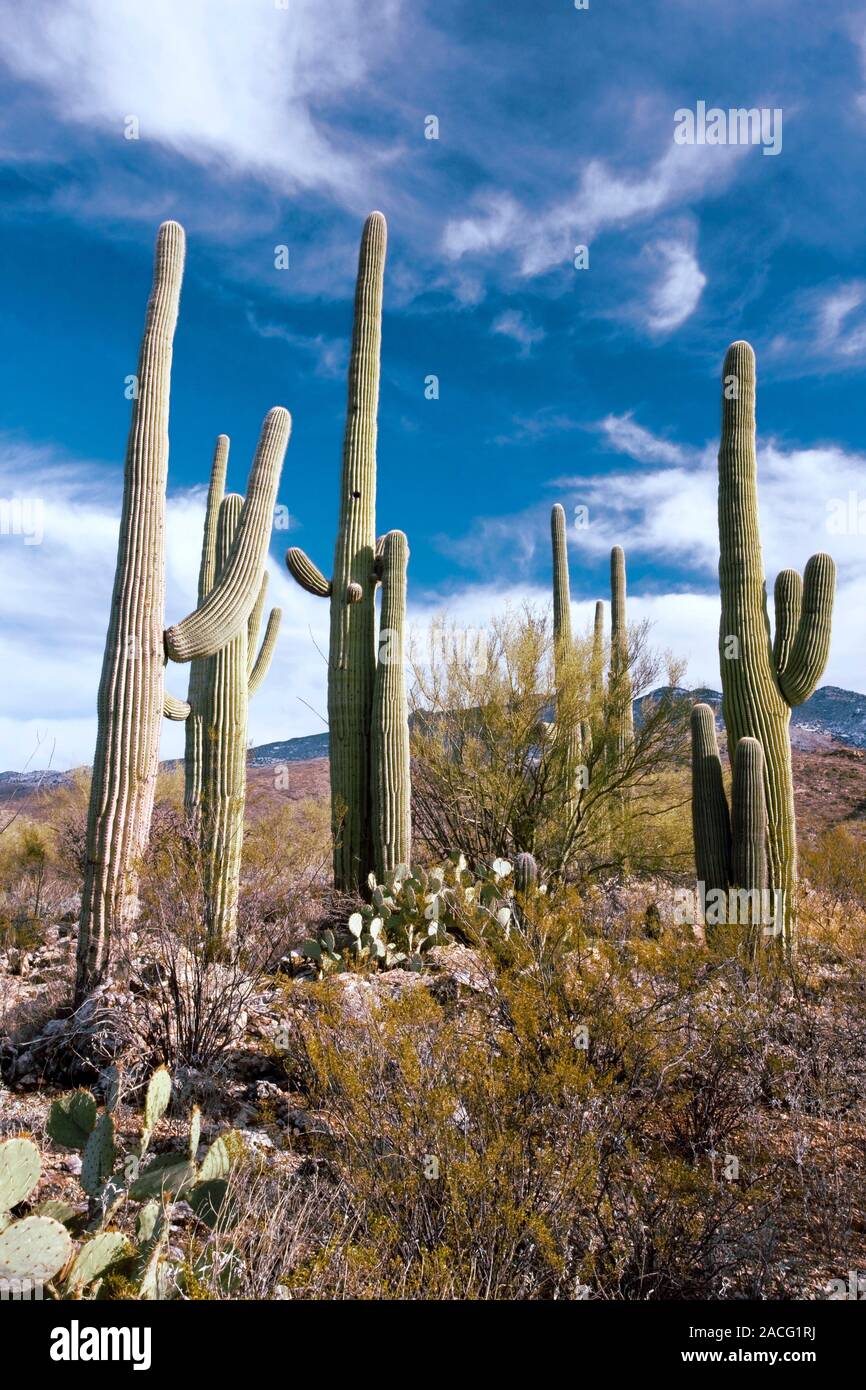 Giant Cactus (Carnegiea gigantea) photographed in the Saguaro National ...