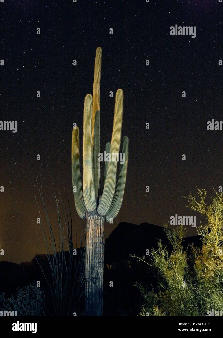 Giant Cactus (Carnegiea gigantea) photographed at night in the Saguaro ...