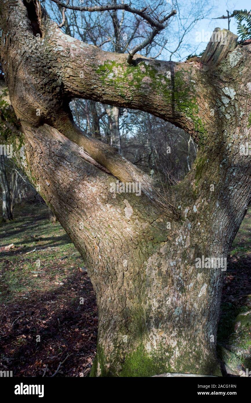 Anastomosing branches, growing together on an Oak tree (Quercus ...