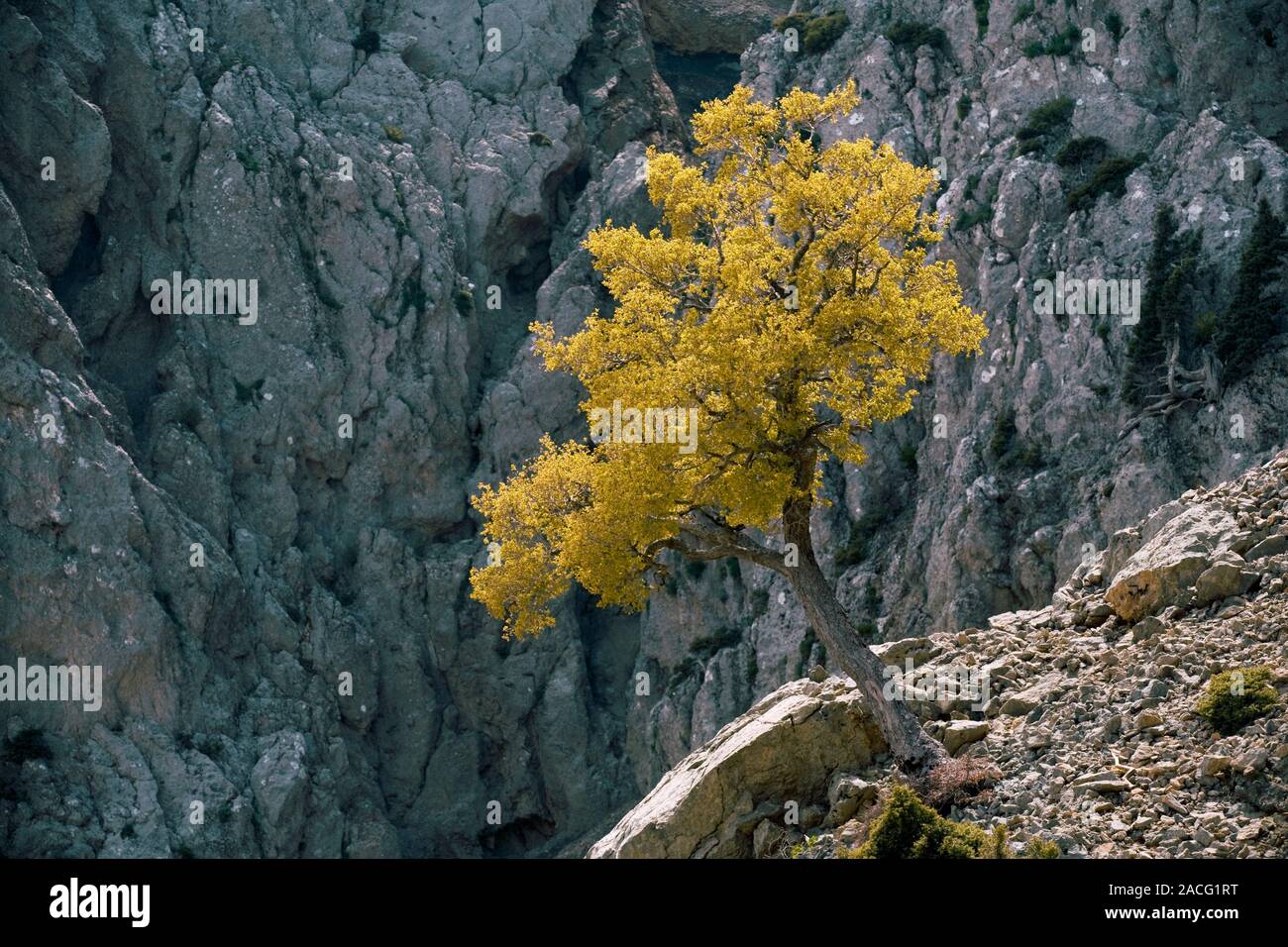 Cretan Maple (Acer sempervirens) with spring foliage, in the White ...