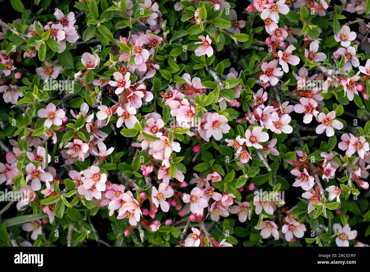 Foliage and flowers of a dwarf prostrate wild plum (Prunus prostrata ...