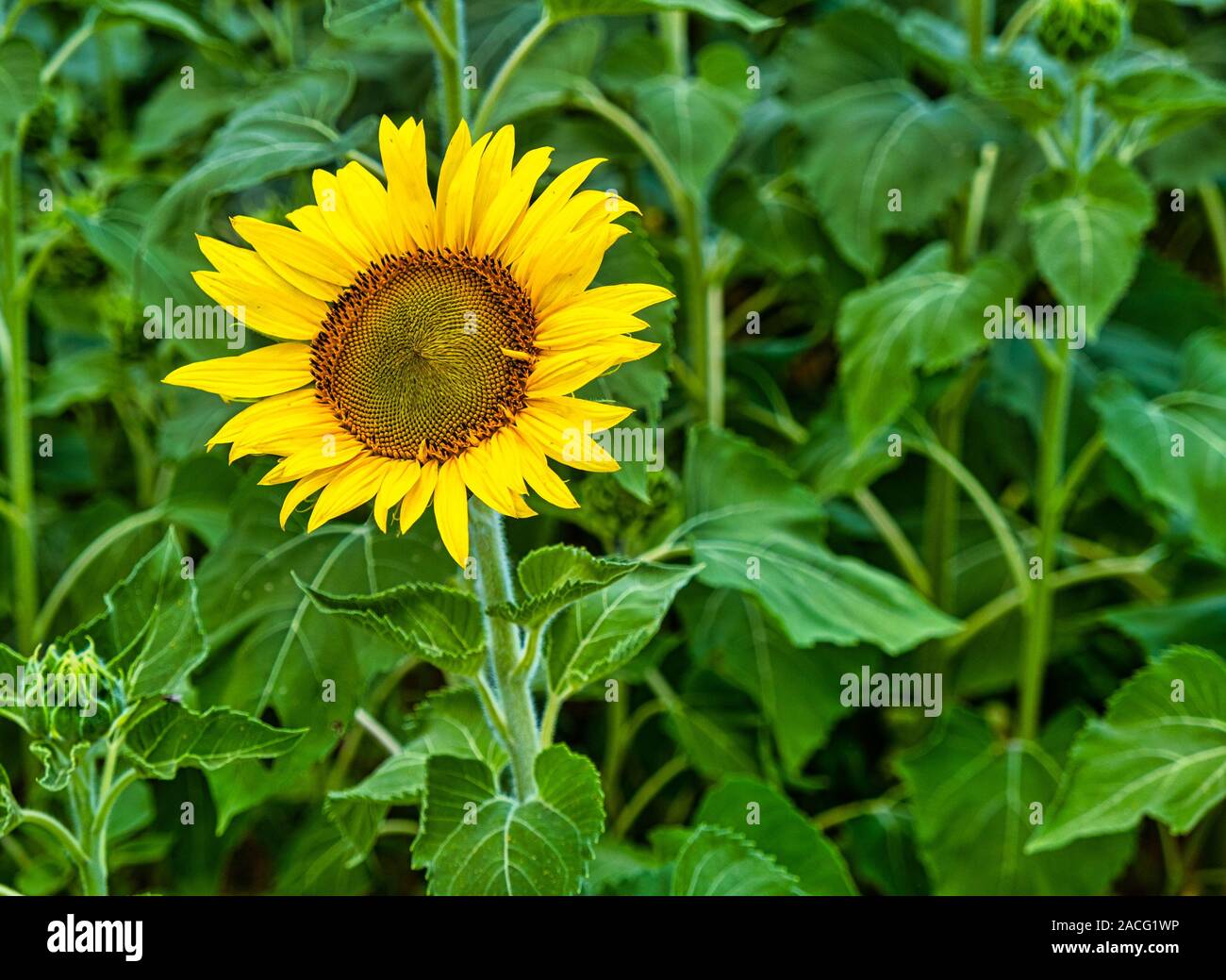 Sunfower seeds hi-res stock photography and images - Alamy