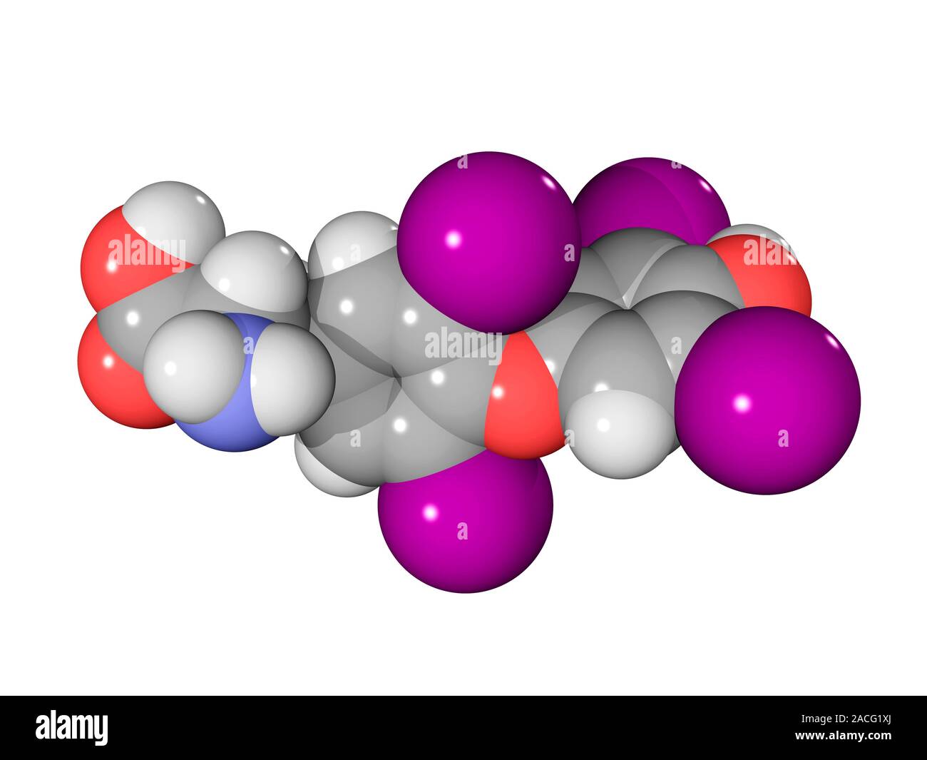 Thyroxine Hormone Molecule Computer Model Showing The Structure Of The Hormone Thyroxine T4