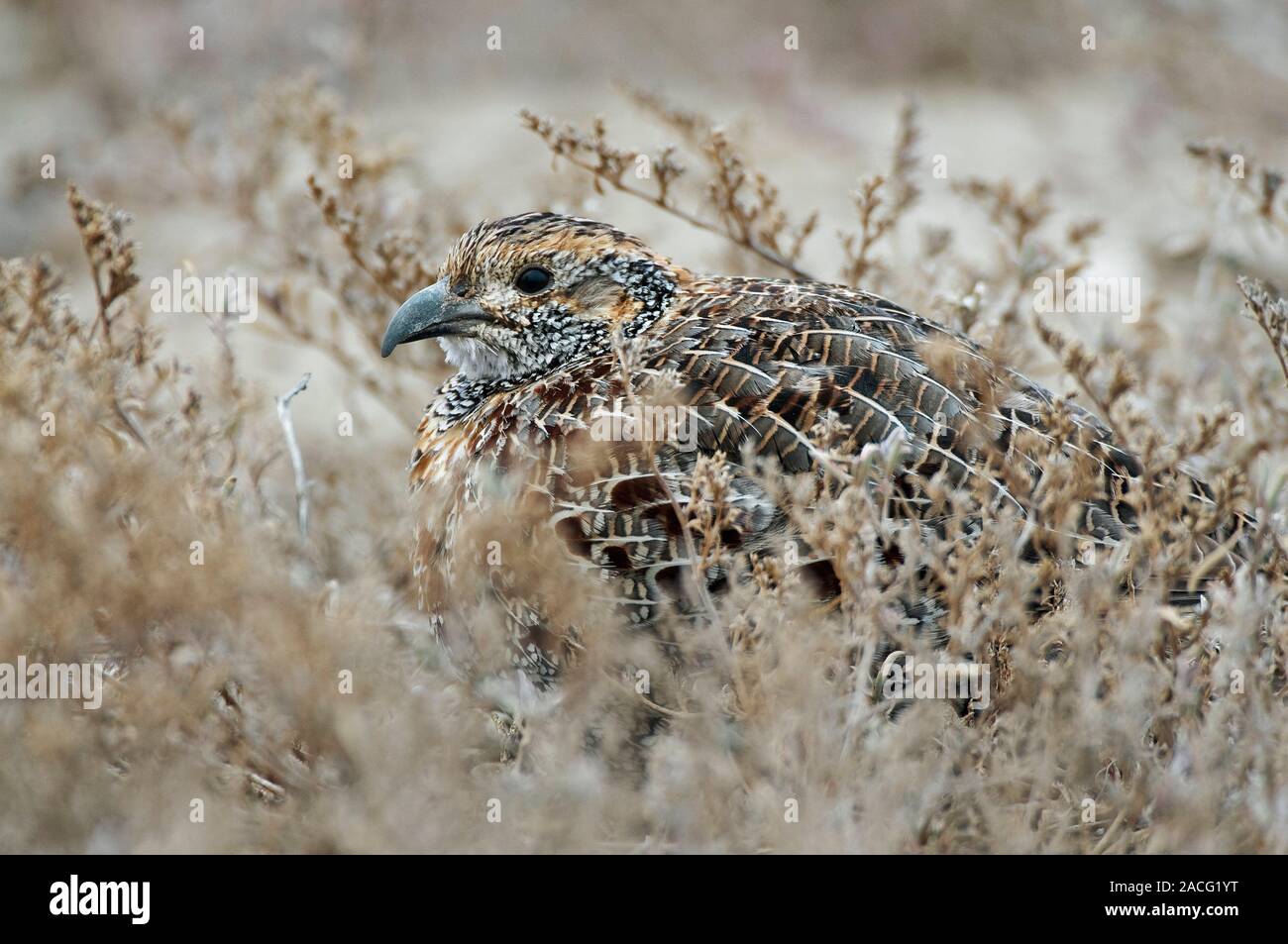 Grey-winged francolin (Scleroptila africanus) hiding in bush. The ...