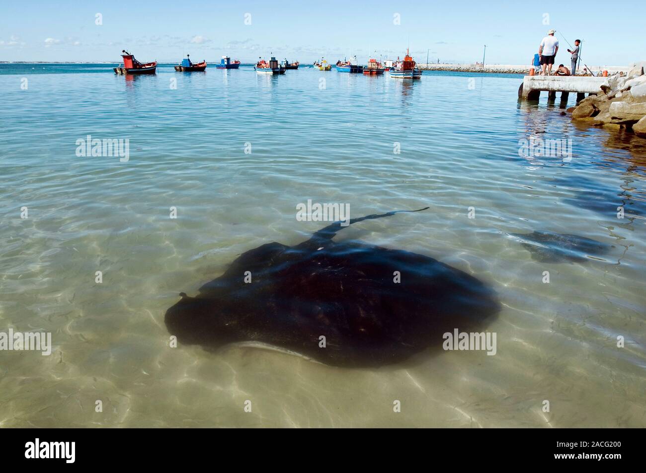 Ray (order Rajiformes) in shallow waters. Photographed at Struisbaai ...