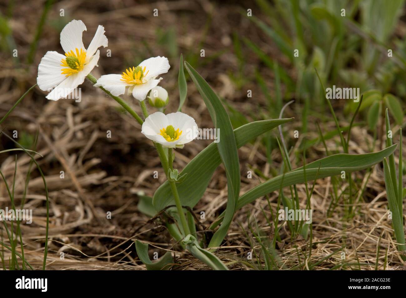 Foliage and flowers of Pyrenean buttercup (Ranunculus pyrenaicus ...