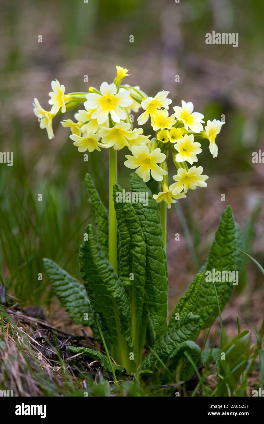 Foliage and flowers of Oxlip (Primula elatior), a rare plant in the UK ...