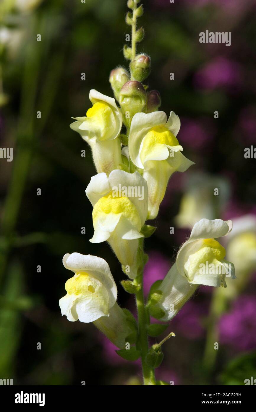 Flowers of Snapdragon (Antirrhinum majus). Photographed in the French ...