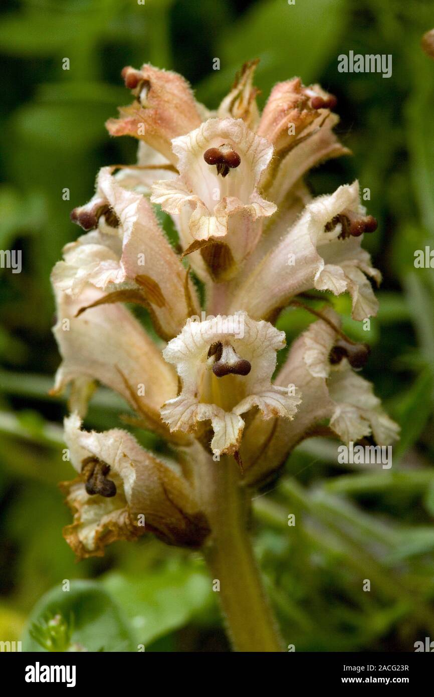 Flowers of Bedstraw Broomrape (Orobanche caryophyllacea), also known as ...
