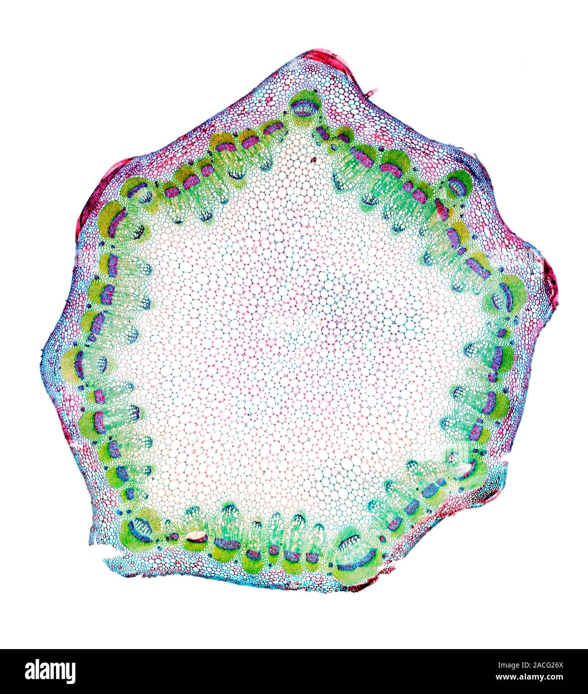 Dandelion plant stem. Light micrograph of a transverse section through ...
