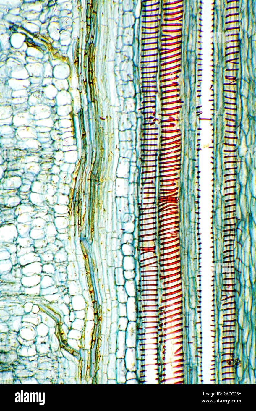 Dicotyledon plant stem. Light micrograph of a longitudinal radial ...