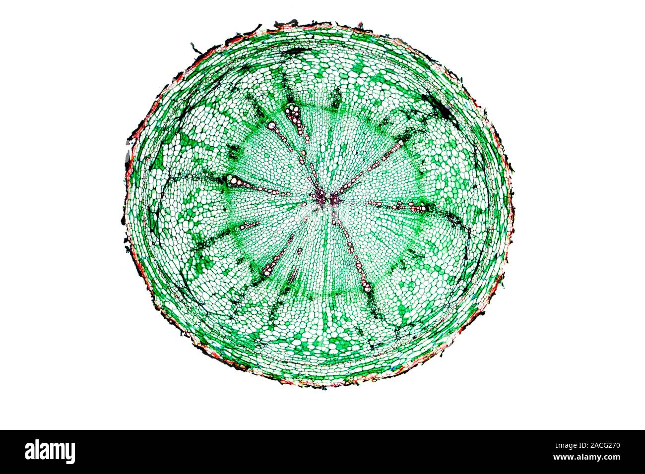 Dandelion root. Light micrograph of a transverse section through a root ...