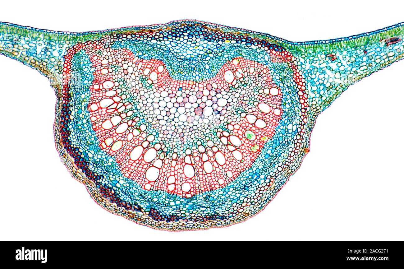 Dicotyledon leaf. Light micrograph of a transverse section through a ...