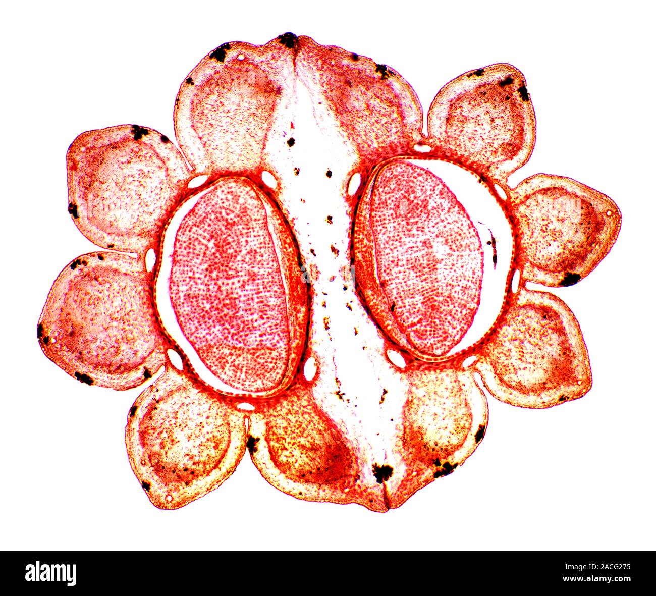 Fool's parsley fruit. Light micrograph of a transverse section through ...