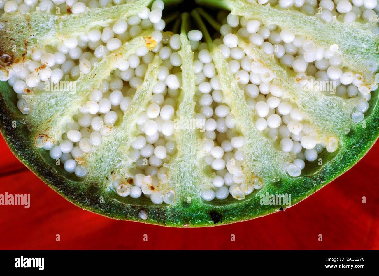 Poppy fruit. Macro photograph of a transverse section through a fruit ...
