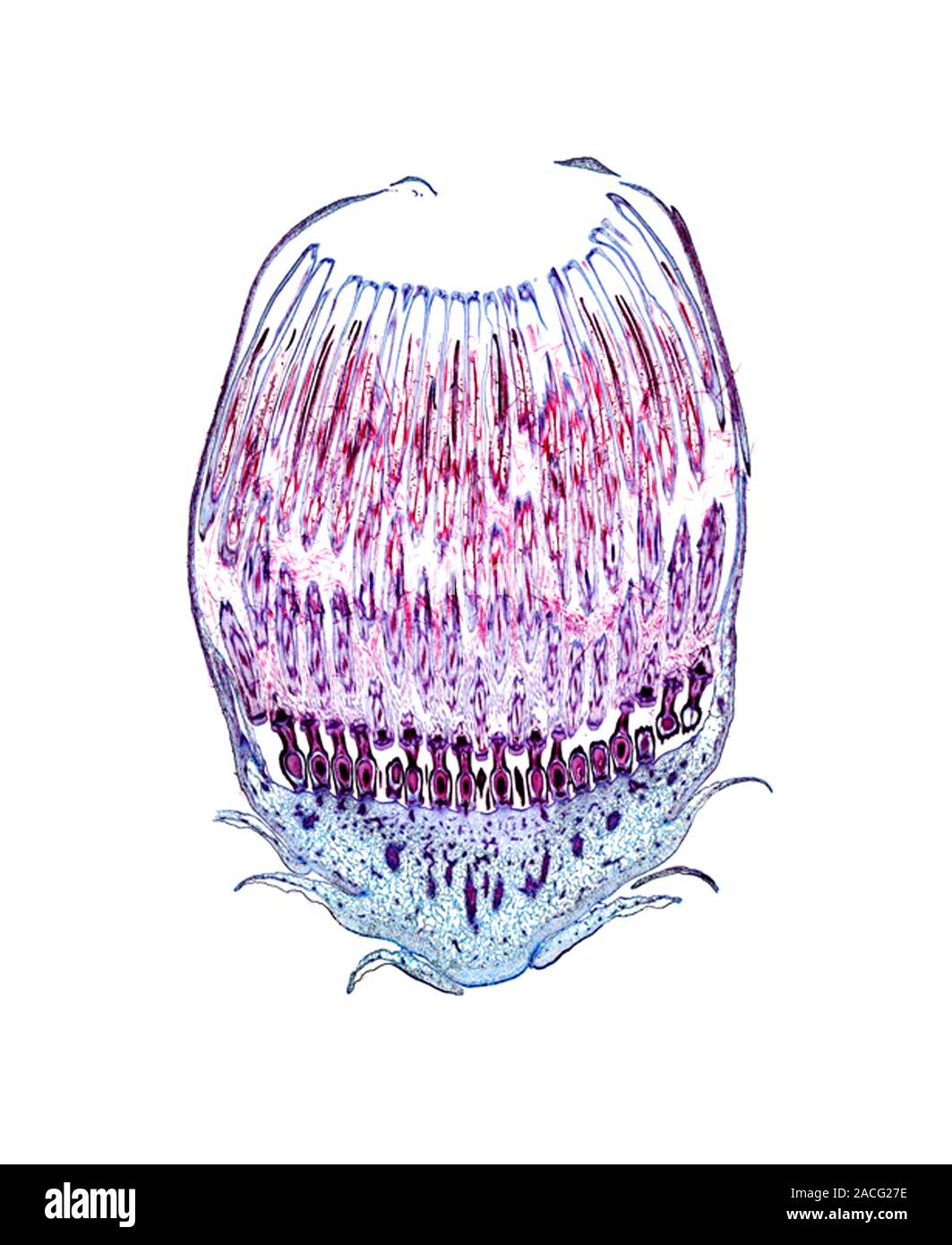 Dandelion flower head. Light micrograph of a longitudinal section ...