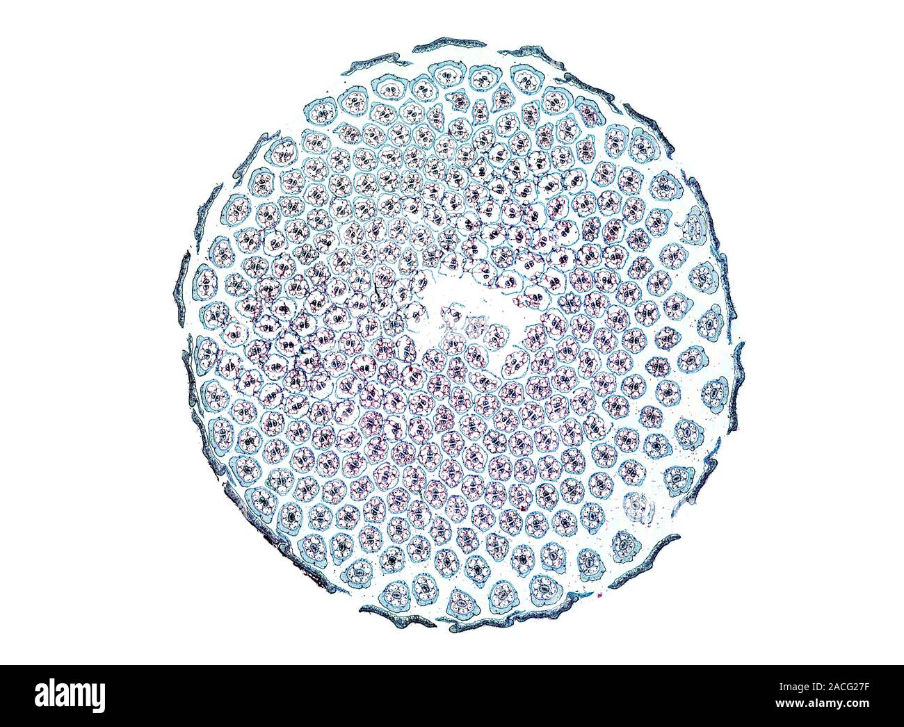 Dandelion flower head. Light micrograph of a transverse section through ...