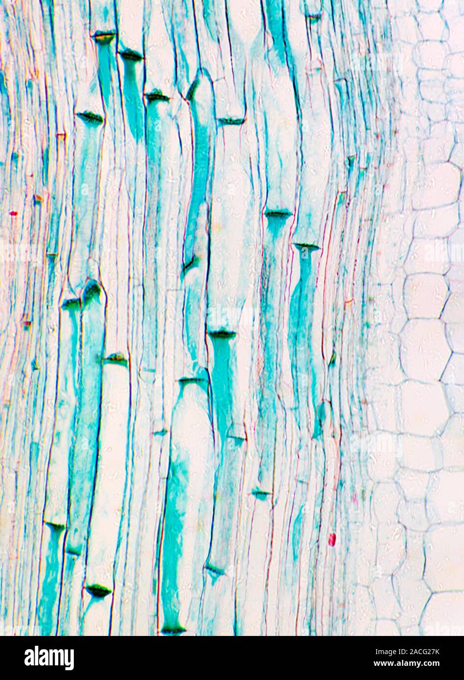 Phloem plant cells. Light micrograph of a longitudinal section through ...