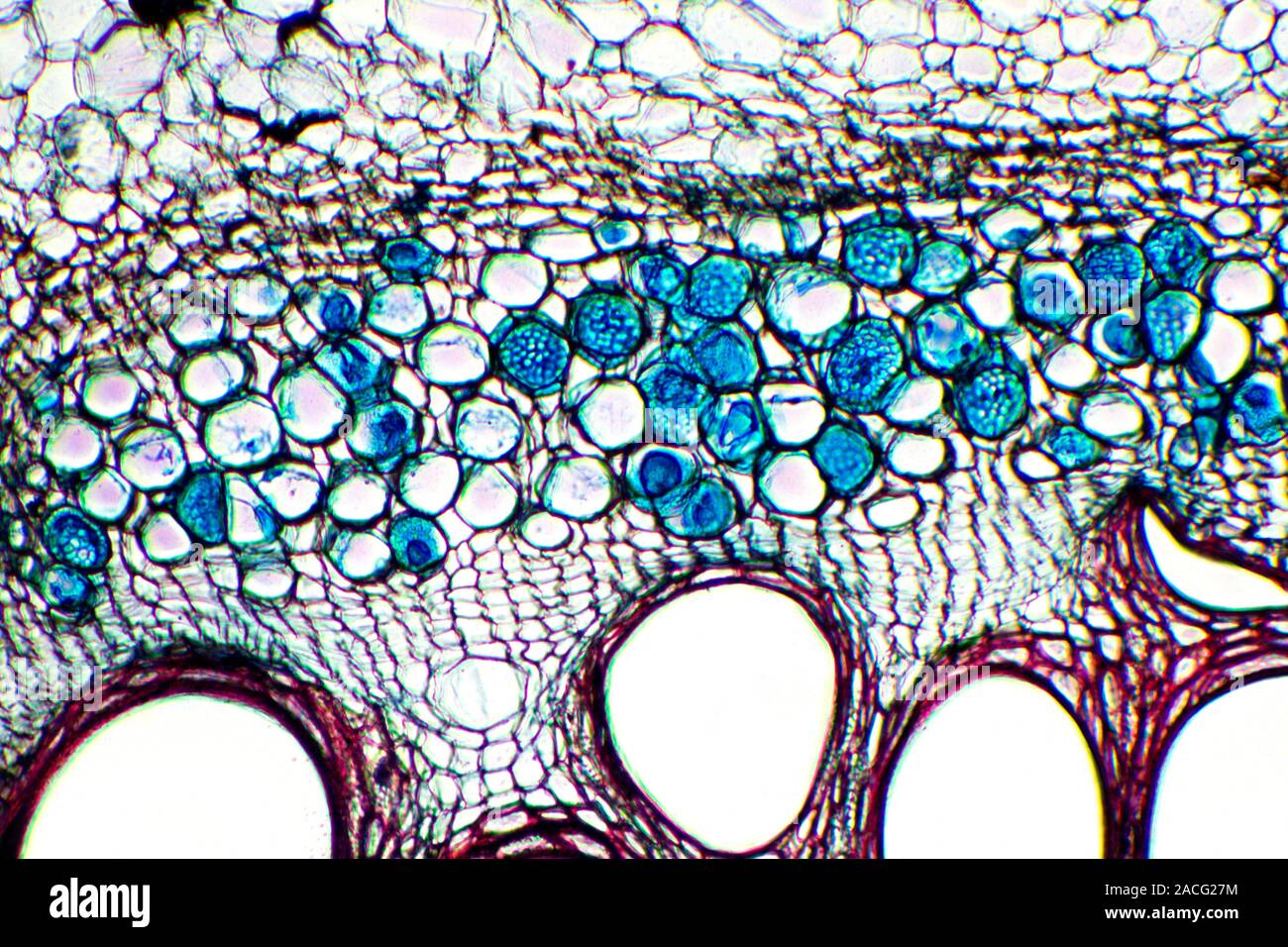 Phloem plant cells. Light micrograph of a transverse section through ...