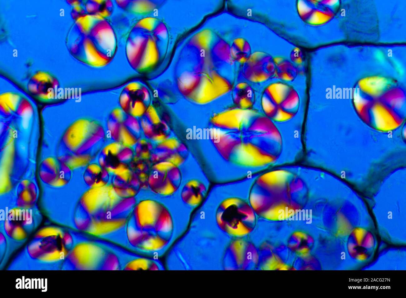 Potato starch grains. Polarised light micrograph of a transverse ...