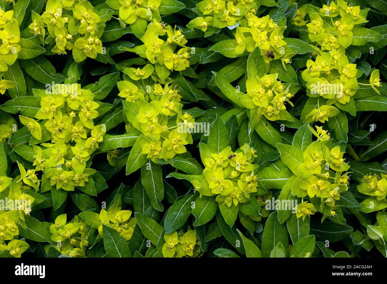 Foliage and flowers of Irish Spurge (Euphorbia hyberna). This plant is ...