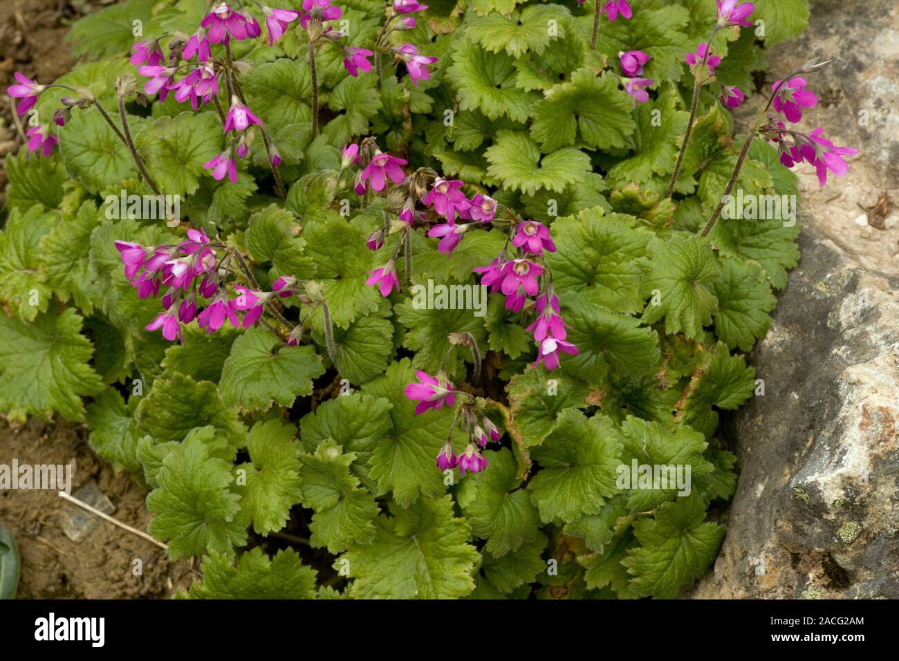 Foliage and flowers of Cortusa brotheri. Photographed in the mountains ...