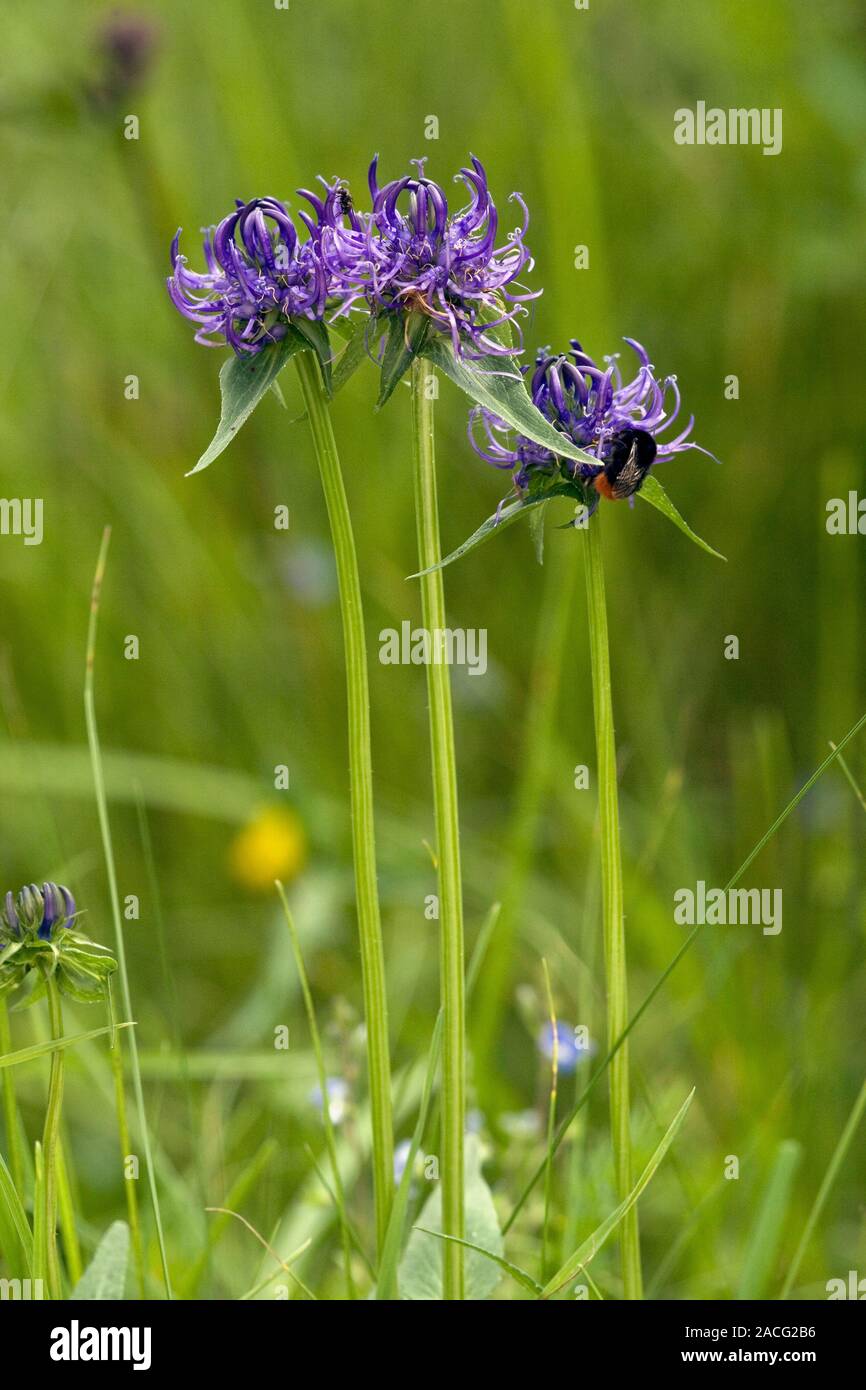 Flowers and stems of Round-headed Rampion (Phyteuma orbiculare). This ...