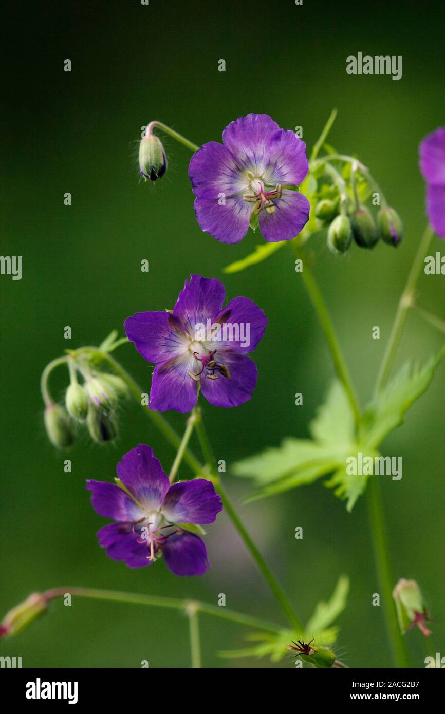 Flowers and buds of Dusky Cranesbill (Geranium phaeum). Photographed in ...