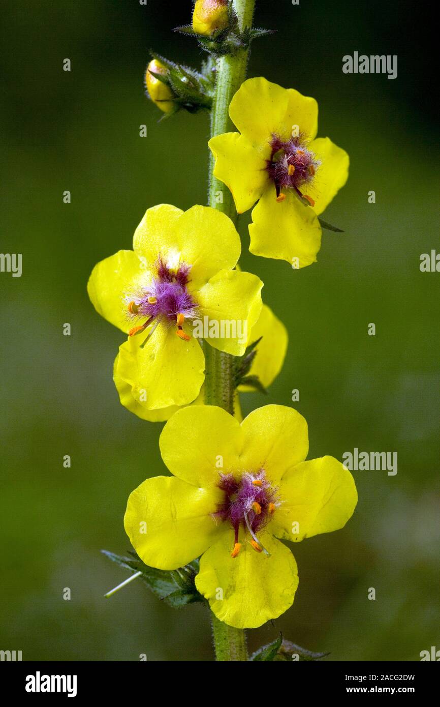 Flowers of Moth Mullein (Verbascum blattaria). Photographed in France ...