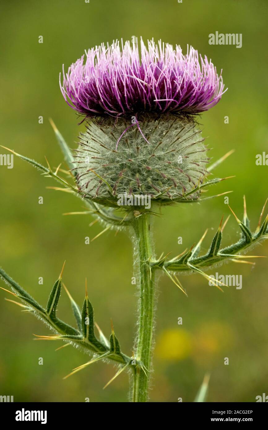 Foliage and flower of Woolly Thistle (Cirsium eriophorum Stock Photo ...