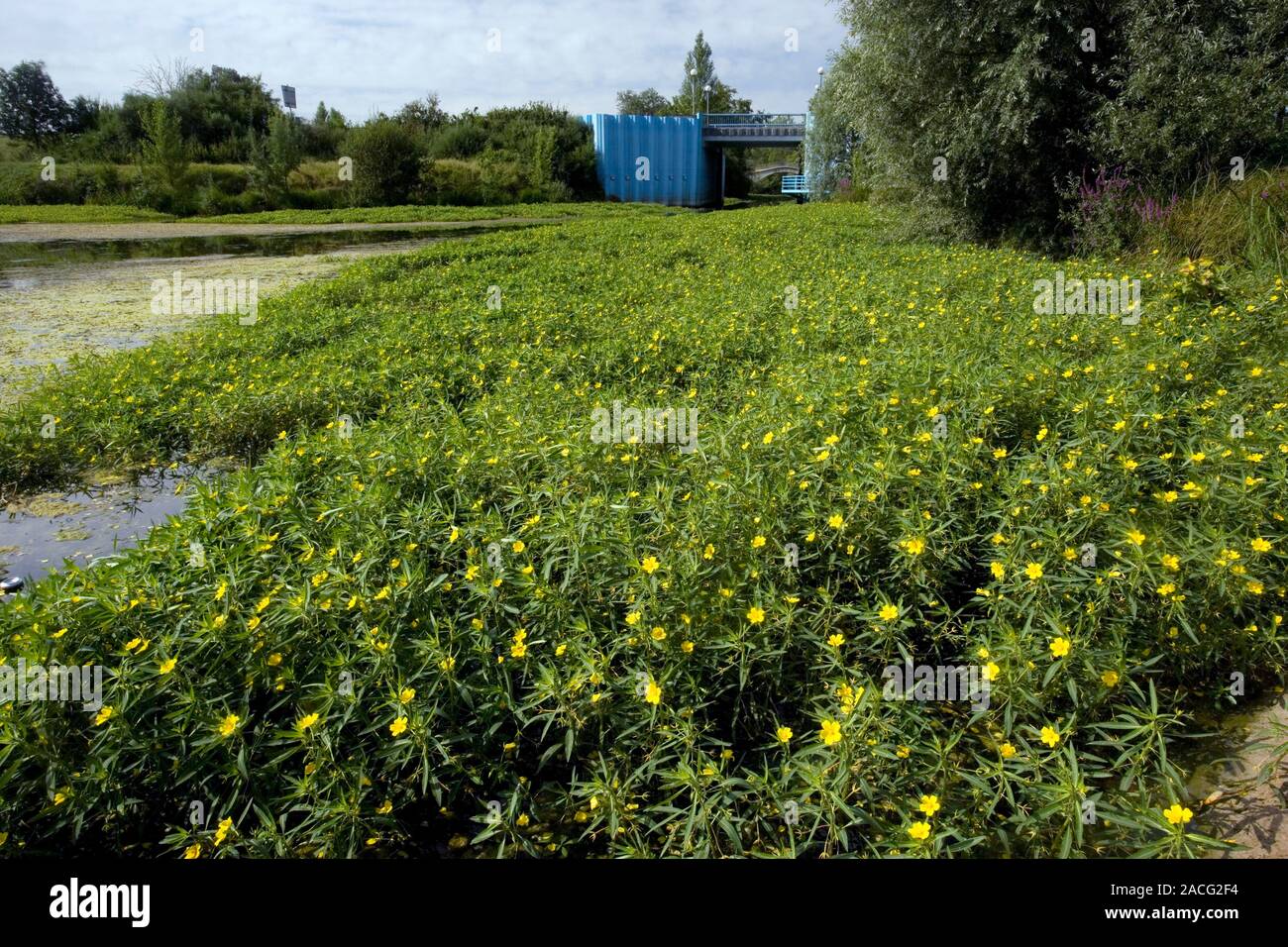 South American Water Primrose (Ludwigia uruguayensis) invading the ...