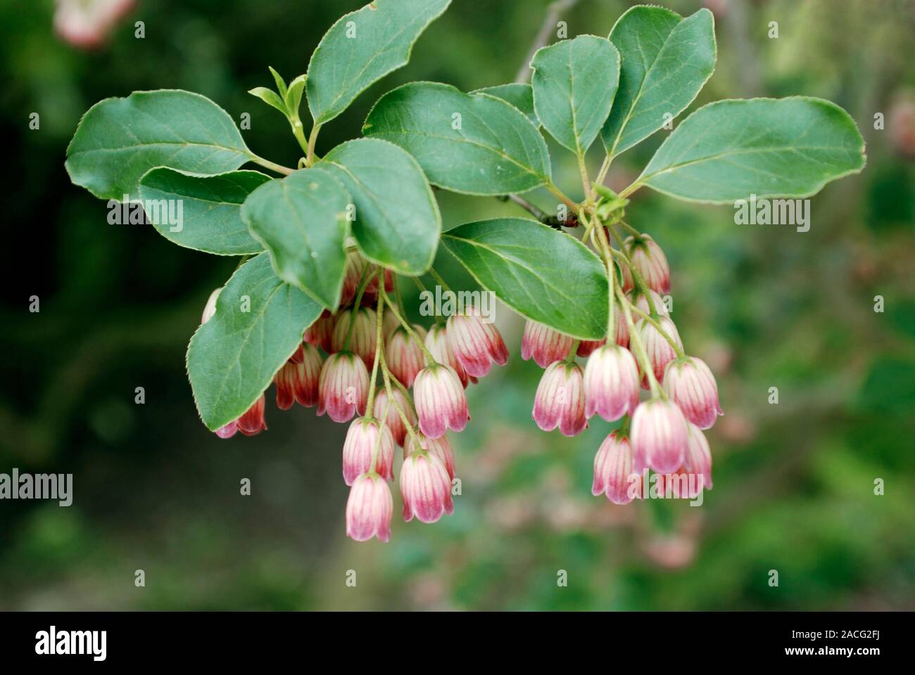 Flowers and foliage of Redvein Enkianthus (Enkianthus campanulatus ...