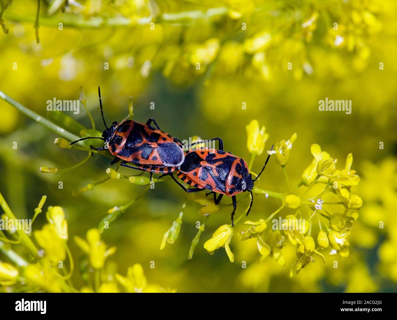 Shield bugs (Eurydema dominulus) mating on a woad (Isatis tinctoria ...