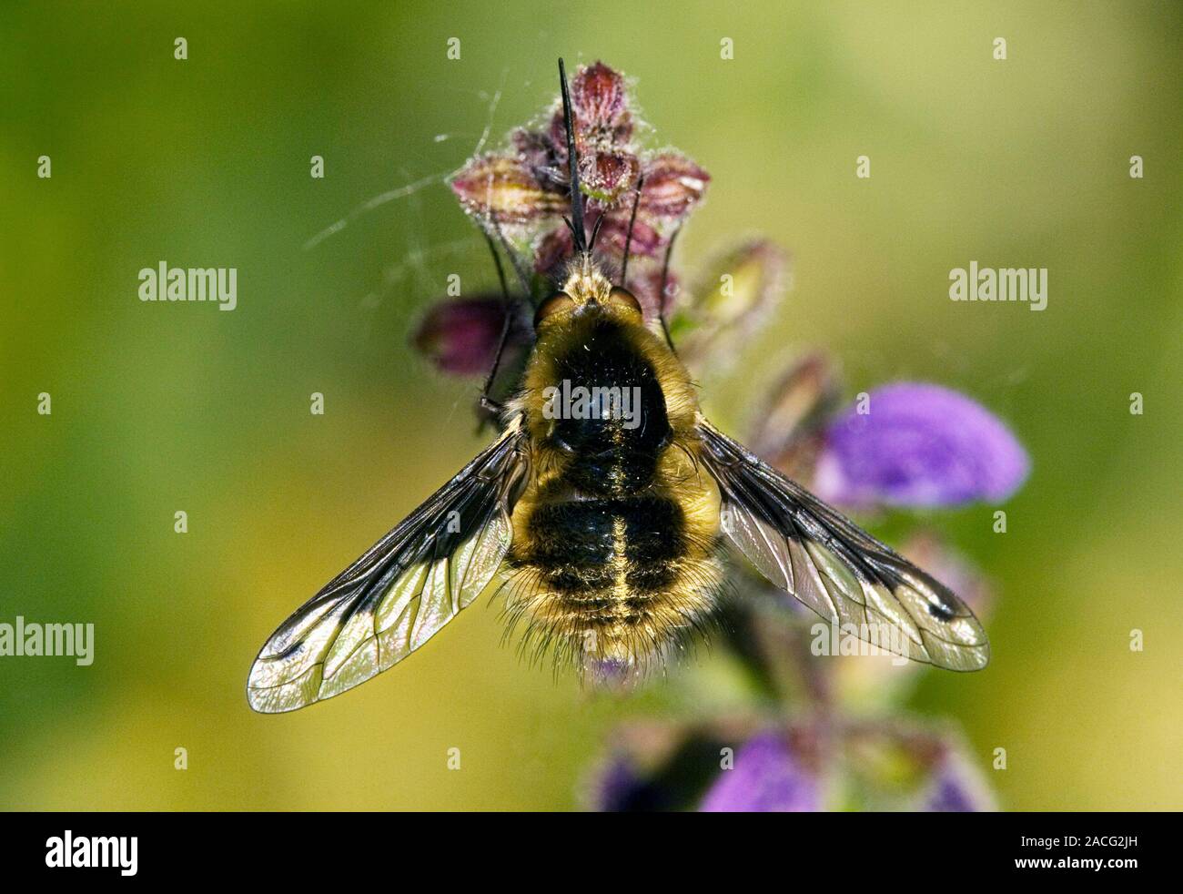 Bee fly (Bombylius major) resting on a flower. The fly's long proboscis ...