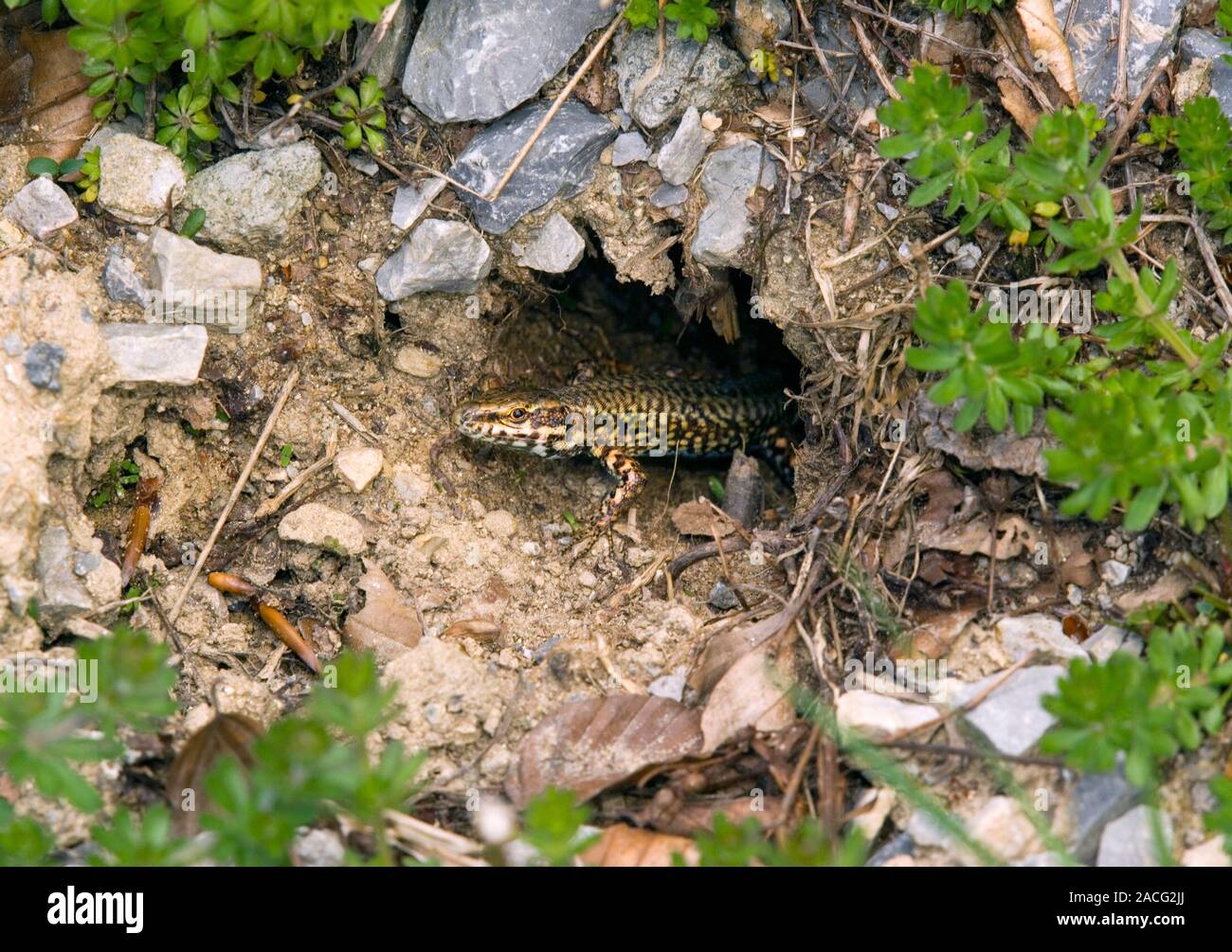Common wall lizard (Podarcis muralis) emerging from its burrow ...