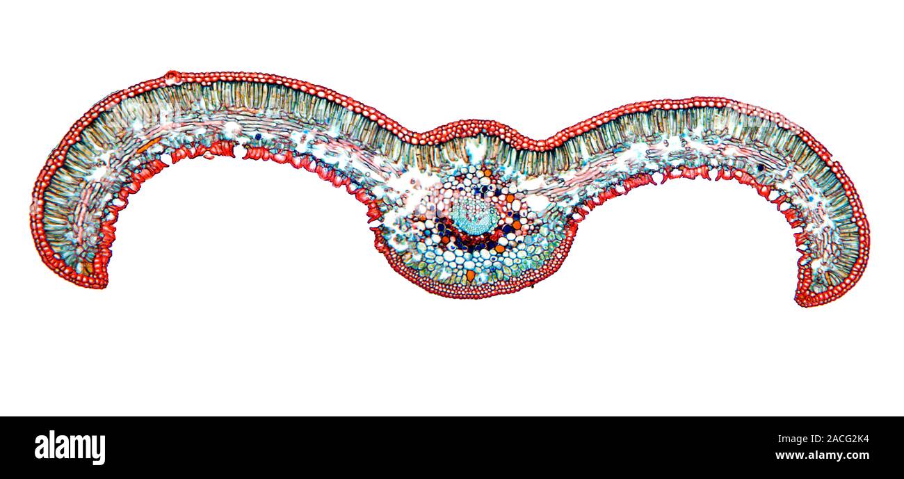 Japanese sago palm leaf. Light micrograph of a transverse section ...