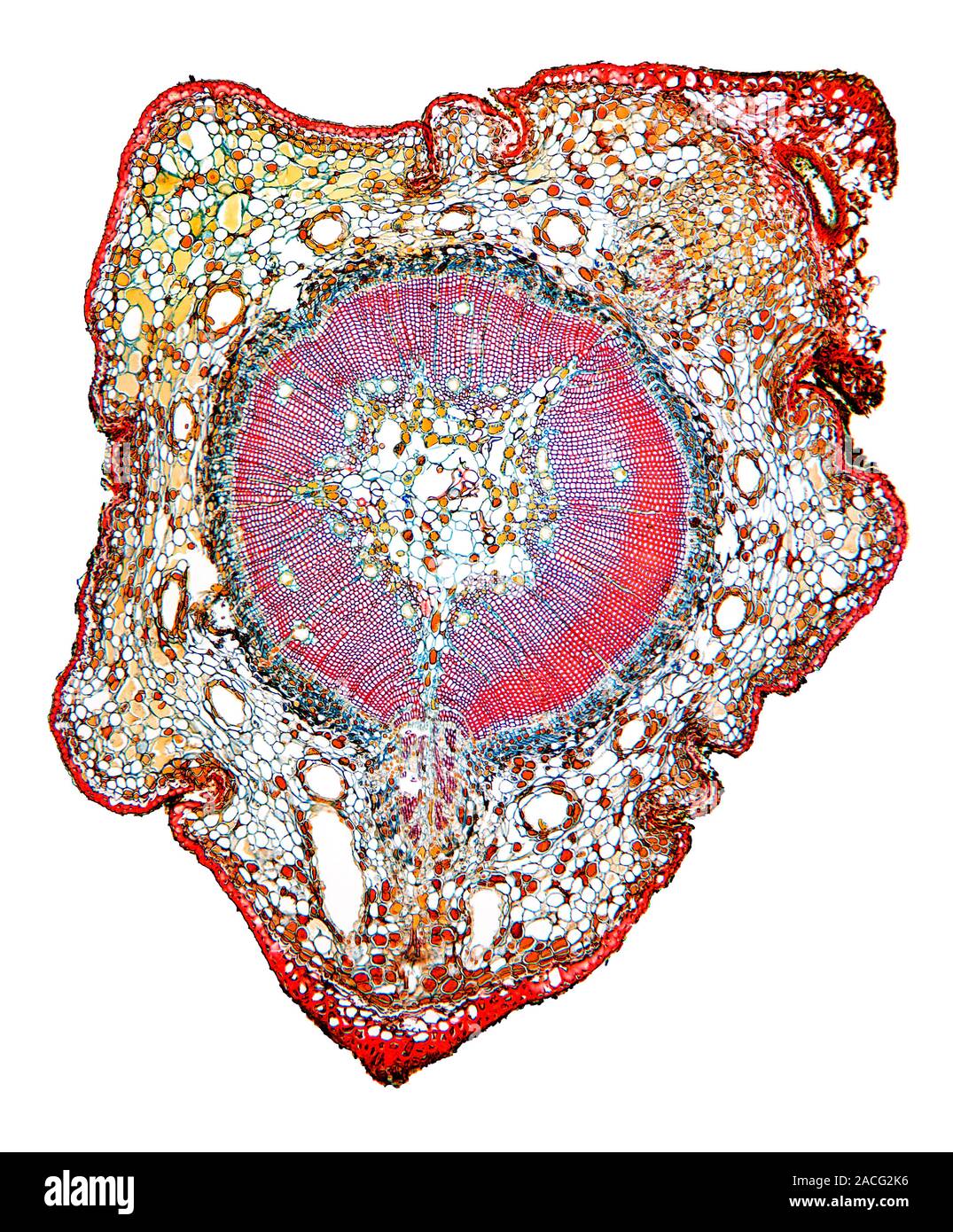 Young pine tree stem. Light micrograph of a transverse section through ...