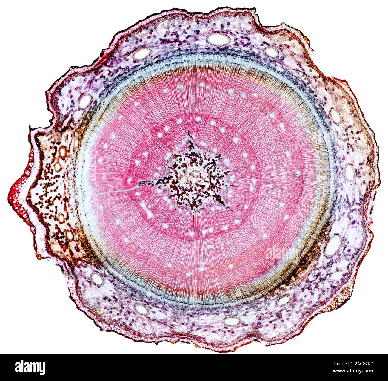 Young pine tree stem. Light micrograph of a transverse section through ...