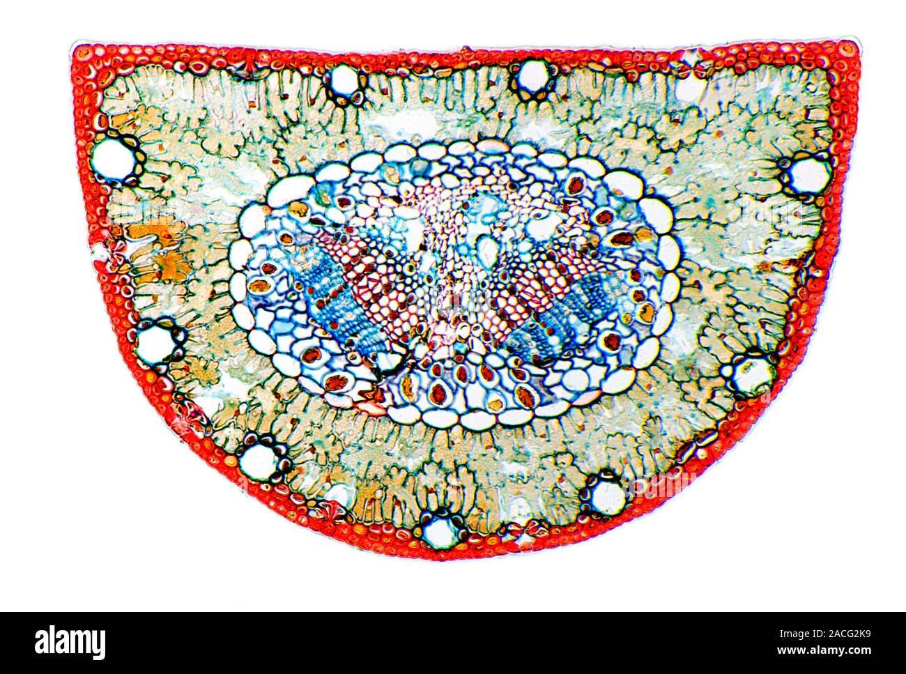 Pine needle. Light micrograph of a transverse section through a leaf ...