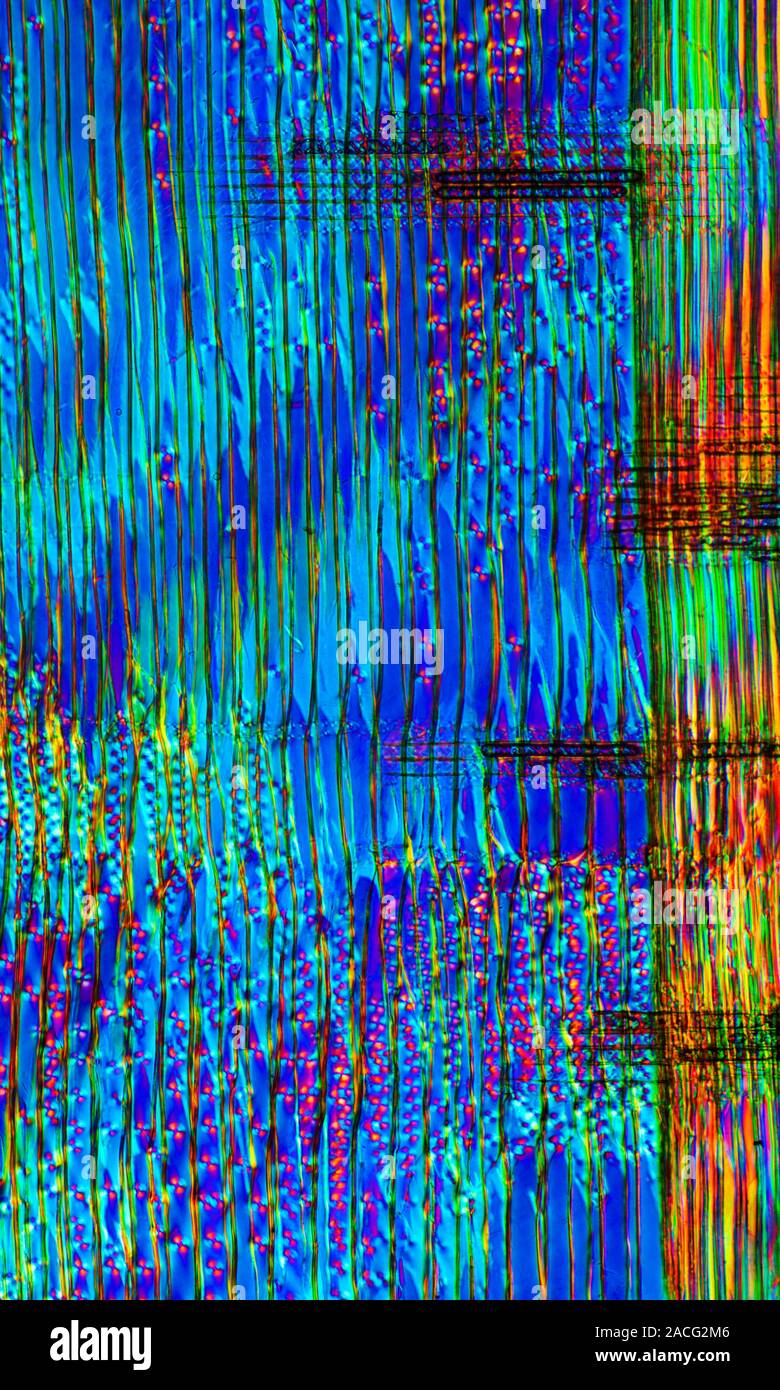 Pine wood structure. Polarised light micrograph of a longitudinal ...