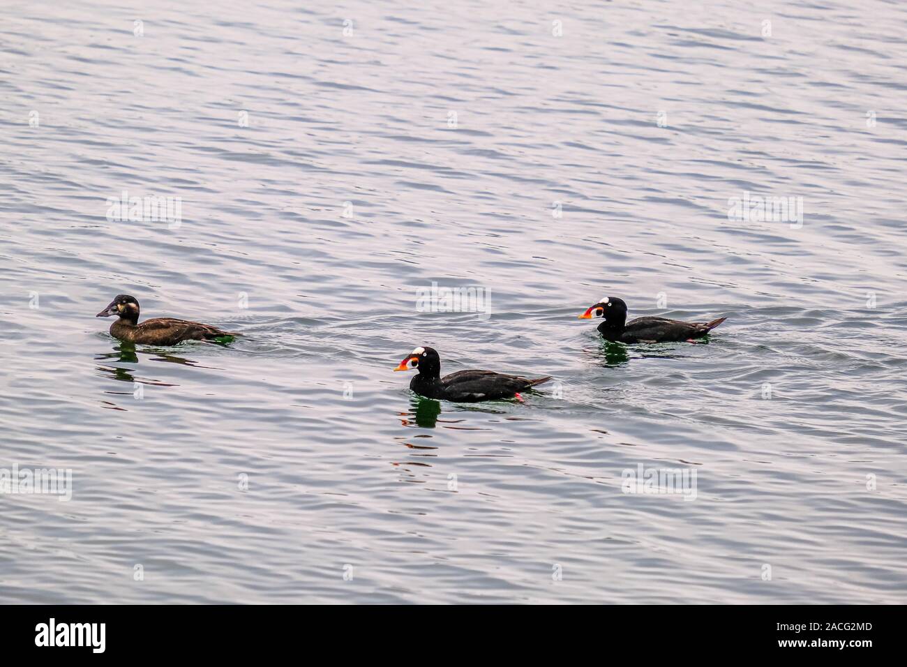 Surf scoters bird hi-res stock photography and images - Alamy