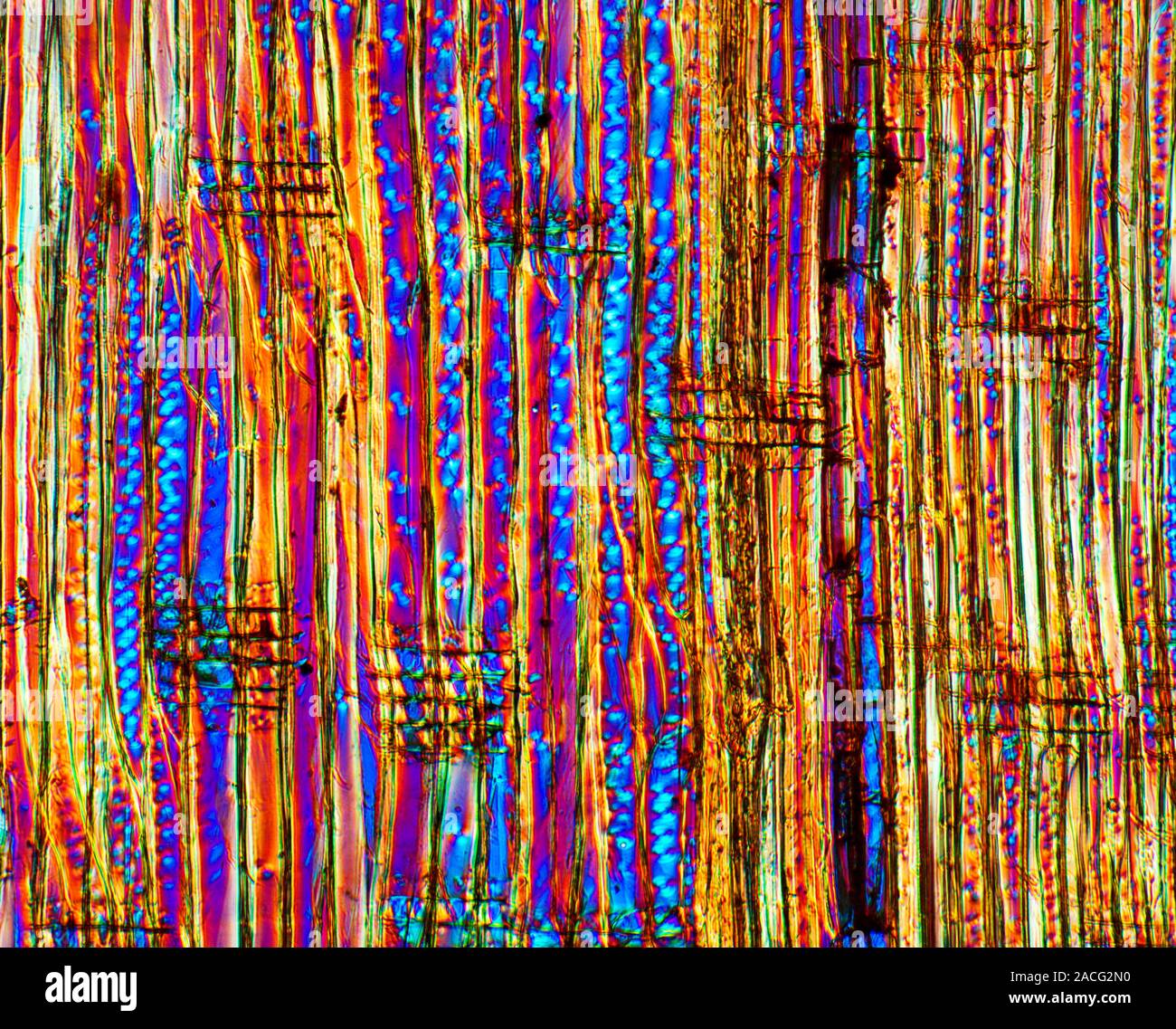 Pine wood structure. Polarised light micrograph of a longitudinal ...