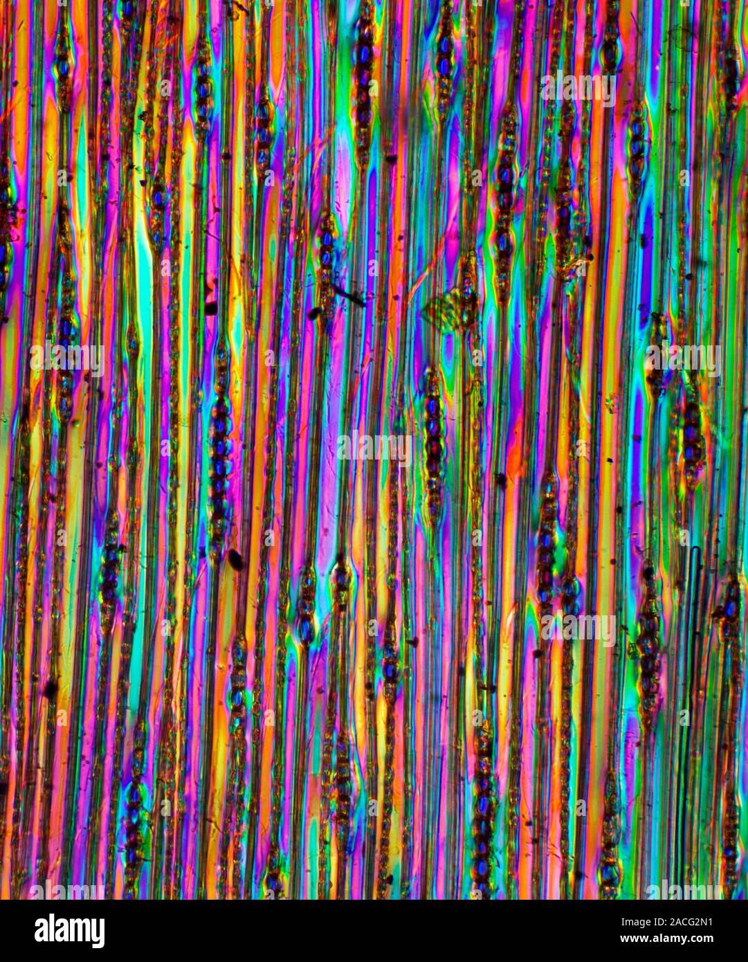 Pine wood structure. Polarised light micrograph of a longitudinal ...