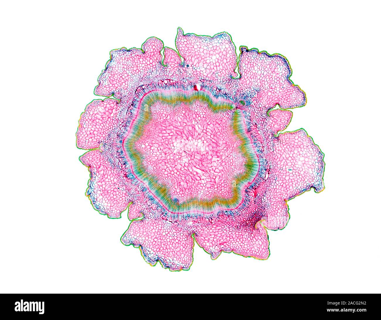 Young yew tree stem. Light micrograph of a transverse section through a ...