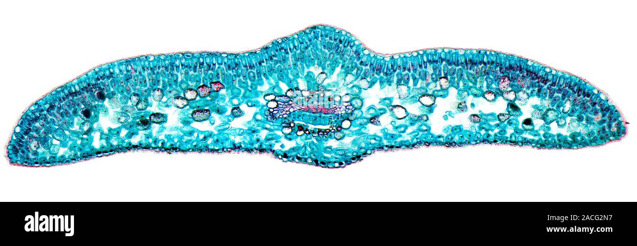 Yew tree leaf. Light micrograph of a transverse section through the ...