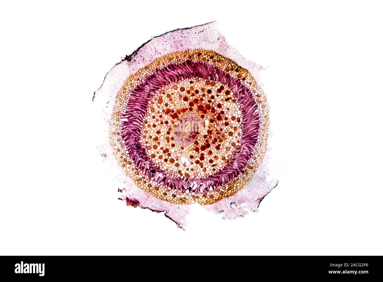 Japanese sago palm root. Light micrograph of a transverse section ...